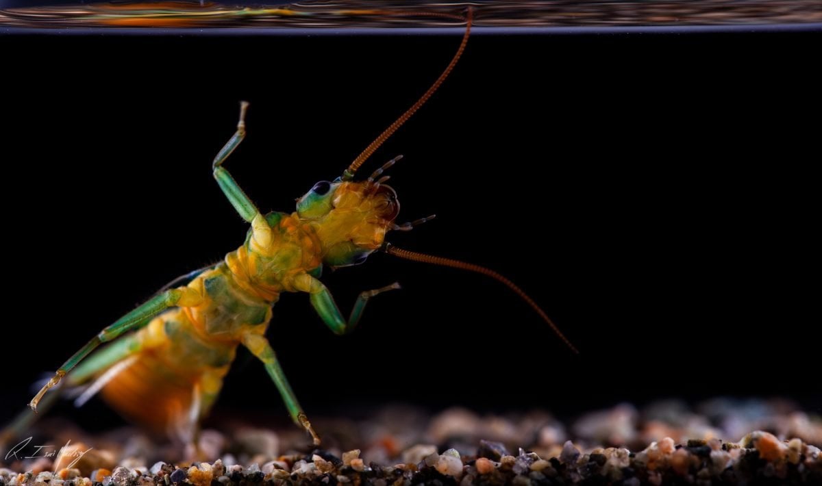 Relatos inéditos de la Patagonia: La misteriosa diversidad de los ...